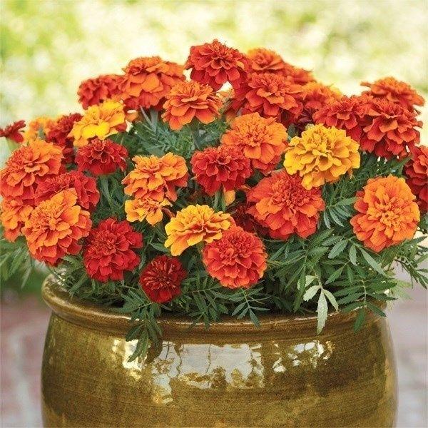 ●商品情報：花色が濃赤→ブロンズ系のオレンジ→鮮明な赤〜オレンジへと変化し、１株で楽しいマリーゴールド。気温が落ち着く秋には燃えるような赤〜オレンジに。●分類：1年草●花期 (約)：6〜10月●発芽適温：22℃●草丈(約) ：20〜30cm...