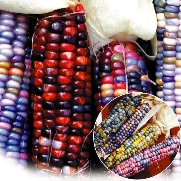 ●商品情報：グラスジェムコーンとは、アメリカのネイティブアメリカンが育種した宝石のような美しい虹色の実をつける、世にも不思議なトウモロコシ!独特の色彩と収穫時期から、ハロウィンの飾り付けなどに人気があり、ドライフラワーに重宝されています。●...