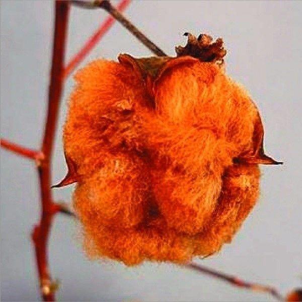 ●商品情報：ふわふわのコットンボールが枝いっぱいに実る!切枝も良し、綿を収穫するも良し。低木で栽培簡単!●分類：1年草●発芽適温：20〜30℃●観賞期(約)：10〜11月●草丈(約)：50〜100cm●用途：庭植え・鉢植え・切枝●ご注意：果...