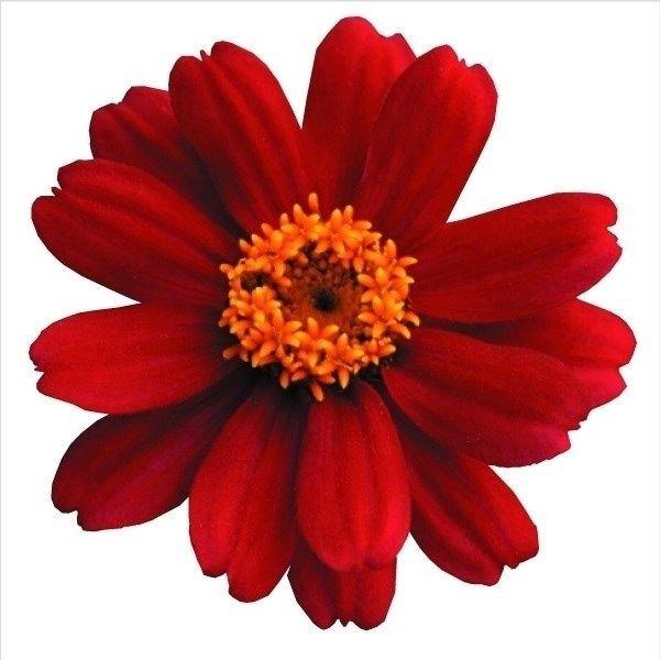 ●商品情報：性質強健で育てやすい百日草「ザハラシリーズ」。暑さ・乾燥に強く、花径4〜5cmの大きな花が、夏中ずーっと咲き続けます。草丈は低く、こんもり育ち、花壇の縁取りや鉢植えにお勧め。●お届け状態：種●分類：1年草●花期(約)：5〜11月...