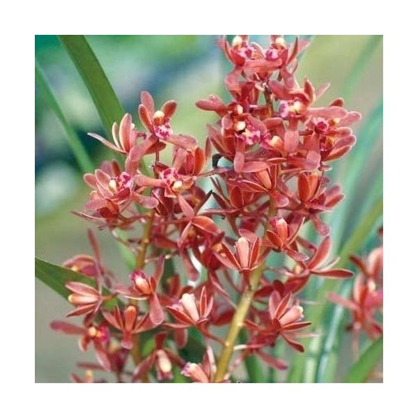 商品情報トウヨウミツバチ、ニホンミツバチの働き蜂だけでなく、女王蜂や雄蜂に加え分蜂群、逃亡蜂まで引き寄せる不思議なラン。ランの中では最も育てやすいのでオススメです。果樹等の実付きが悪く、お悩み中の方は試してみてください。お届け状態 13.5...