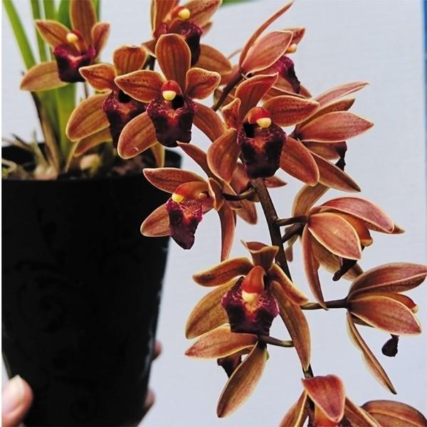 ●商品情報キンリョウヘン以上といわれる「最高の誘引蘭」!!キンリョウヘンに比べてやや寒さに弱いので注意。   ●お届け状態 13.5ｃｍポット苗   ●耐寒性中   ●生長後の樹高・草丈30ｃｍ   ●日照半日陰   ●開花期4〜5月   ...