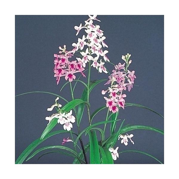 商品情報斑紋・円弁・大輪花系を無選別名称なしでお届け。お届け状態球根種類地生蘭:土に根を張り育つラン。それぞれ適した用土で鉢植えにする。地植えできるものもある。花期(約)4〜7月日照日なた(夏:半日陰)耐寒性中/冬は霜除けしてください栽培適...