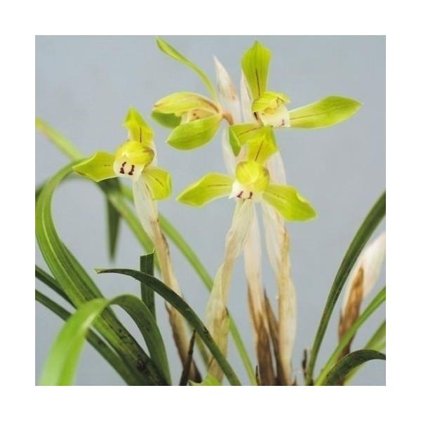 商品情報品種名称なしでお届け。お届け状態株分け苗種類地生蘭:土に根を張り育つラン。それぞれ適した用土で鉢植えにする。地植えできるものもある。花期(約)3〜4月日照半日陰耐寒性強/寒冷地でも地植えOK栽培適地鉢植え向き