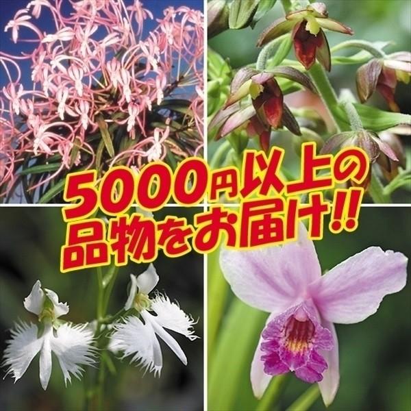 ●商品情報：5000円以上の商品をお届け！※写真はイメージです。掲載の商品が入るとは限りません。※内容によって株数は異なります。   ●栽培適地：鉢
