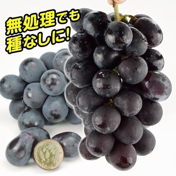 ●商品情報：九州大学で育種されたブドウ。糖度は20〜25度と高いのに加え、酸味少なくとても甘〜い。しかも、この極甘果粒は果汁がたっぷりジューシーでとても美味しく、果肉は歯切れ・皮離れがよく食べやすいと大好評! 摘粒の必要がなく、早期に袋掛け...