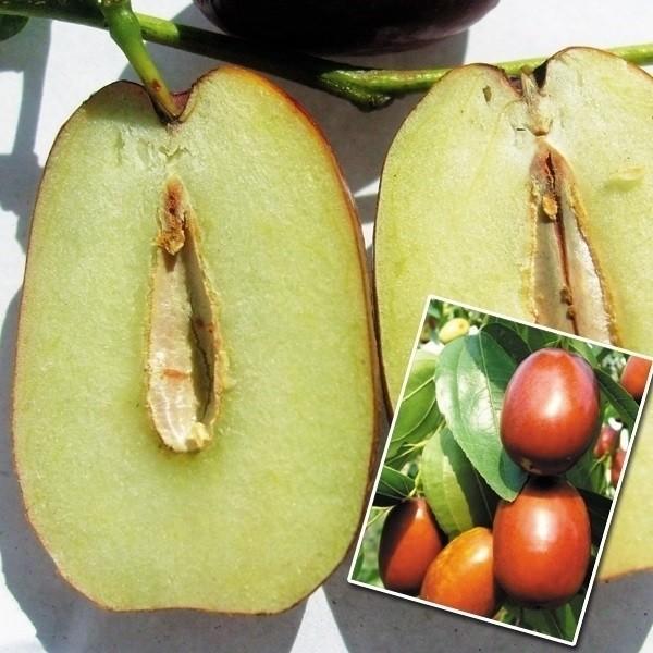 ●商品情報：最高糖度42.1度と極めて甘く濃厚な味わきめ細やかな果肉は、歯ざわりよくジューシーでとても美味しいナツメ。また、濃赤色の皮が薄く、食べやすいので、生食はもちろんタネがないので干果にオススメです。最大果重31g(平均15g)。●お...