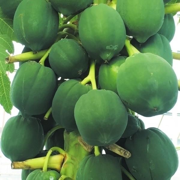 ●商品情報：果重約1kgの果実は、熟すとまるでマンゴーのようなとろける食感! 樹高が約1mと矮性で耐病性があり栽培しやすい。着果性の良い豊産性パパイヤ。【パパイヤ】パパイア科の多年生植物。アメリカ大陸の熱帯地域が原産。樹高は数mにもなり、生...