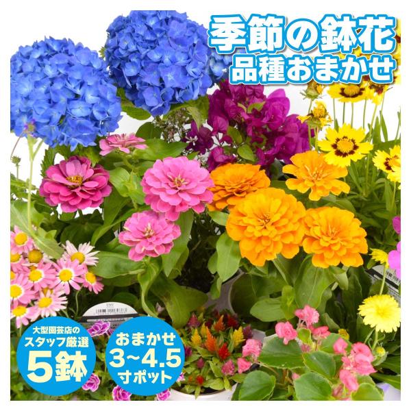 【発売日：2021年01月15日】お届け状態4〜5号プラスチック鉢入りセット内容弊社担当がオススメする季節の鉢花を5鉢厳選してお届けします。備考※画像はイメージです。セット内容は画像とは異なります。
