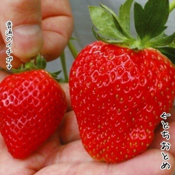 東日本シェアNO.1!大粒・極甘・ジューシーなイチゴ!●商品情報東日本のいちご市場でシェアNo.1を誇る超有名イチゴ。大きさ・甘さ・みずみずしさ・色ツヤ……どれをとっても素晴らしい! 人気と実力を兼ね備えた超優秀イチゴなのです。ぜひ「とちお...