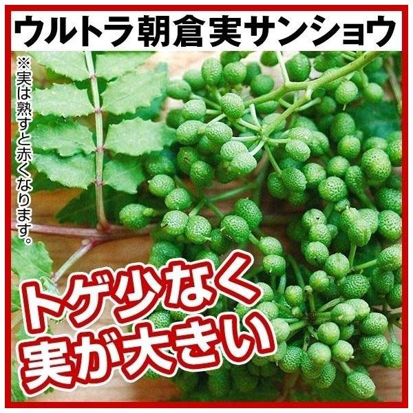 枯れにくい!育てやすい!●商品情報葉は香り付に、未熟果はつくだ煮に、完熟果は香辛料にと、用途多彩な山椒の木ですが、なぜか突然枯れてしまうという欠点があります。その欠点を補うために、性質の強い台木に接木して育てたウルトラ品種が登場!!他品種に...