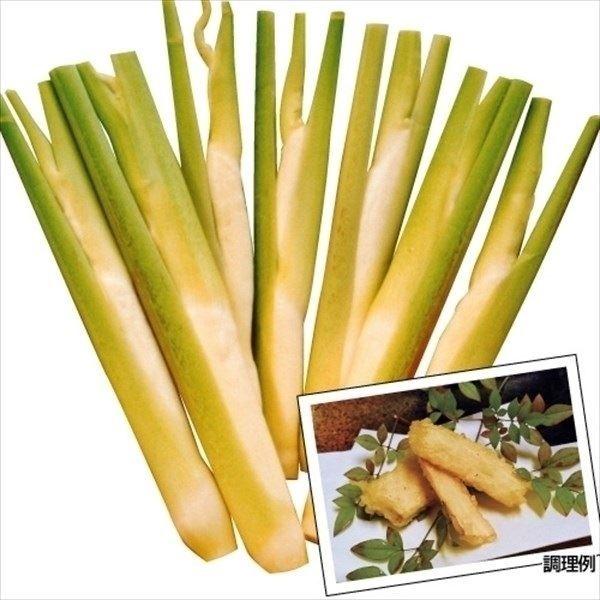 ●商品情報『タケ』と名前にありますが、竹ではなく稲の仲間で、水田やバケツなどで栽培します。タケノコのような食感で、アクやクセがなく旨いマコモダケ!●お届け状態：素掘苗●分類：多年草●収穫期(約)：9〜10月●日照：日なた●耐寒性：強/寒冷地...