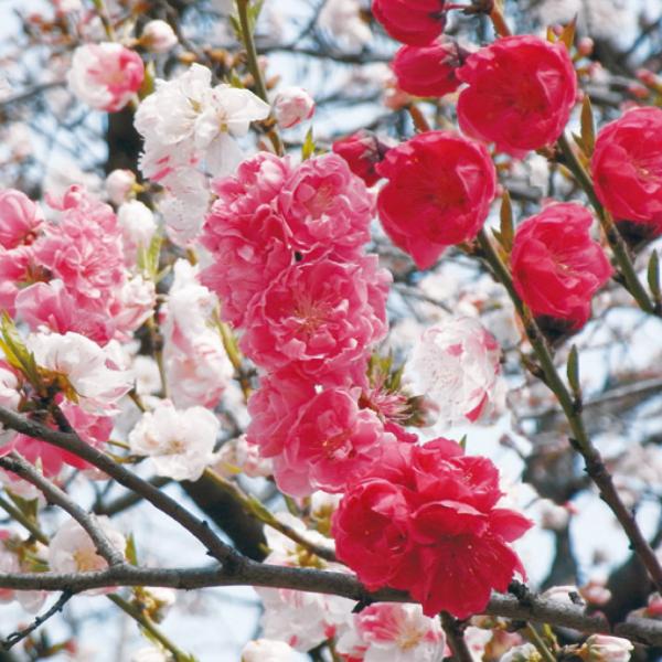 ●商品情報：紅・桃・白・絞りなどに咲き分ける人気の花桃。☆この商品は、10月下旬〜発送開始の秋の予約苗です。●お届け状態：接木1年生根巻苗※上部を切り戻した状態でお届けする場合があります。●分類：落葉樹●花期(約)：4月上旬〜（※開花時期は...