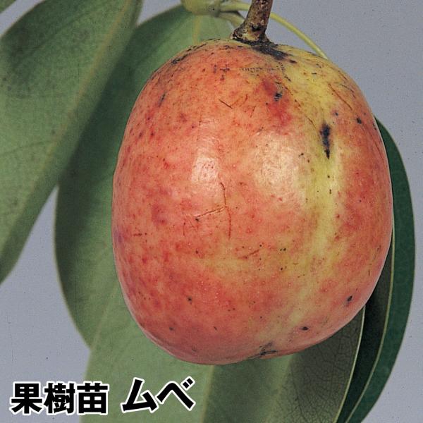 ●商品情報ムベはアケビ科のつる性常緑樹。アケビ科ですがアケビと異なり果皮が裂けません。ゼリー状の甘い果肉が美味。●漢字・別名：郁子、野木瓜(やもっか)、常磐木通(トキワアケビ)、ウベ、グベ、イノチナガ、コッコ など●お届け状態：実生1年生ポ...