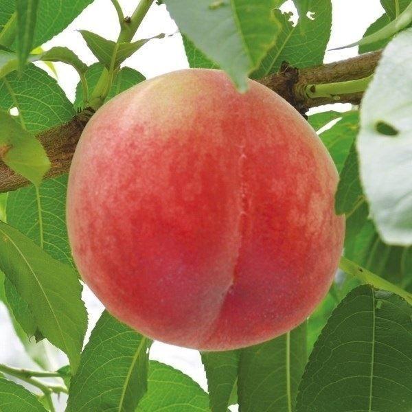 ●商品情報：実つき抜群で、いっぱい実る豊産性品種!! 果重270〜300g、糖度13〜16度と早生種としては大きくて甘い百点満点の美味モモです。早生のモモは果実の管理期間が短く、初心者の方でも育てやすい!★富士野生桃(R) 台木：「富士野生...