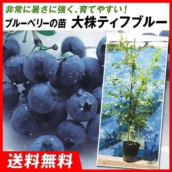 ●商品情報今夏収穫予定の大株ブルーベリー非常に暑さに強いブルーベリー。中生〜晩生品種。●お届け状態挿木4〜5年生21cmポット苗(樹高約80〜100cm)●分類落葉〜半常緑樹●生長後の樹高(約)1.5〜2m●実の収穫期7〜9月●耐寒性中●耐...