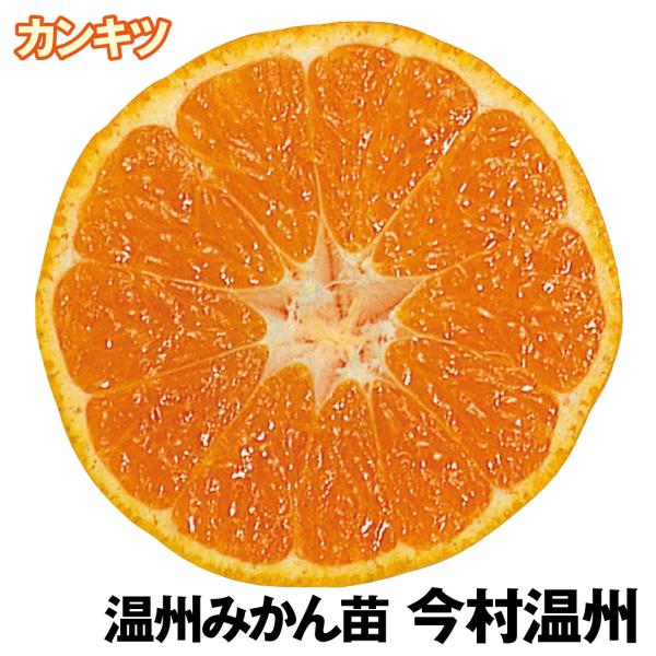 ●商品情報:晩生品種ならではの濃厚な味わい。糖度は14度以上と甘い!  果肉の締まりもよく、貯蔵性が高い温州みかん。●お届け状態:接木1年生ポット苗●分類:常緑樹●生長後の樹高(約):2.5〜3m●実の収穫期(約):12月上旬〜●耐寒性:中...