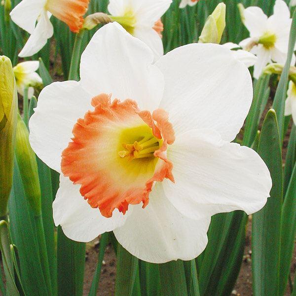 ●学名・英名：Narcissus Pink Charm●商品情報：圧倒的人気を誇るピンク水仙。スイセンは育てやすく、植えっぱなしでも栽培でき、初心者にもおすすめです。●分類：2 W-WWP Large‐Cupped Daffodil Cul...