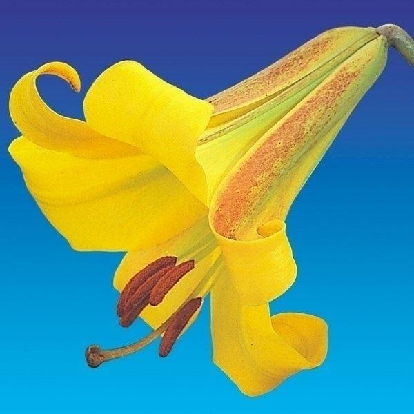 ●学名・英名：Lilium GoldenSplendor●商品情報：病気に強く、とっても育てやすく放任栽培もできるユリ。鉄砲ユリのようなシャープな花姿で、オリエンタルユリほどの大輪花を咲かせます。球根が大きくなるにつれ、花数も増え花つき抜群...