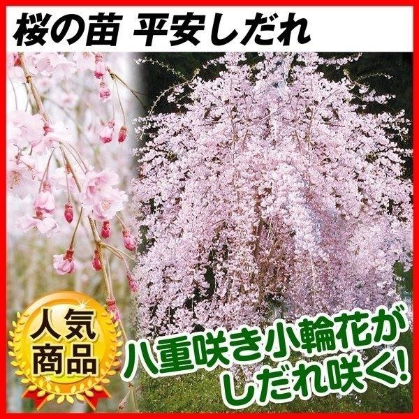 ●商品情報：淡桃色の八重咲き小輪花をつけてしだれる桜の姿は、他を圧倒するほどまさに絶景!☆この商品は、10月下旬〜発送開始の秋の予約苗です。●お届け状態：接木1年生根巻苗(樹高：50〜80cm)※上部を切り落とした状態でお届けする場合があり...