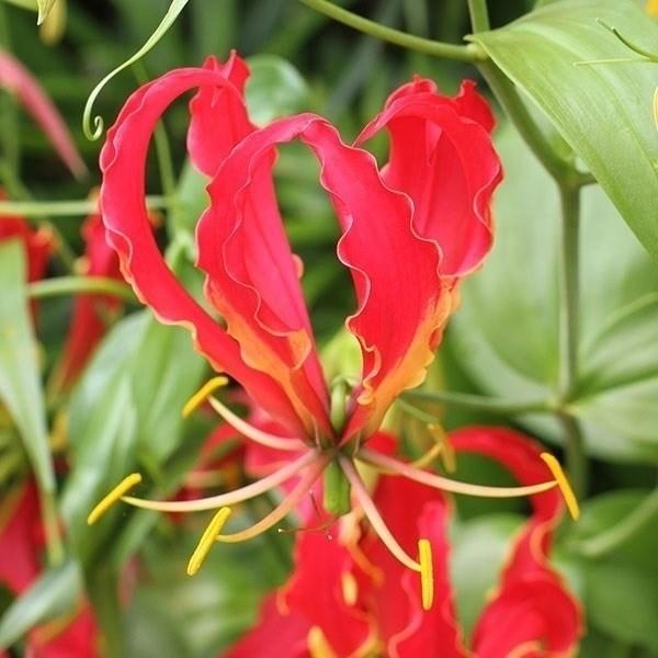 ●学名・英名：Gloriosa Fire Bird●商品情報：グロリオサはユニークな花形と花もちの良さから切花やアレンジに大人気!! つる性で、花壇で咲き誇る姿もステキ。「ファイヤーバード」はロスチャイルディアナの赤花選抜種で、赤地に黄色が...