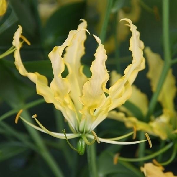 ●学名・英名：Gloriosa Lutea●商品情報：グロリオサはユニークな花形と花もちの良さから切花やアレンジに大人気!! つる性で、花壇で咲き誇る姿もステキ。「ルテア」は明るい黄色で繊細な印象を与える細弁花をたくさん咲かせます。イヌサフ...