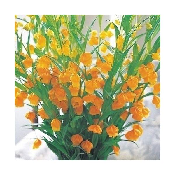 ●学名・英名：Sandersonia Aurantiaca●商品情報：サンダーソニアは水揚げ・花もちも良く、可愛いベル形の花は切花にも大人気。イヌサフラン科。高温多湿が苦手なので鉢植え栽培が適しています。●お届け状態：球根(開花見込みサイズ...