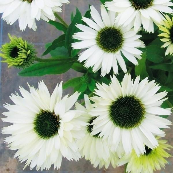 ●商品情報：鮮やかな緑芯と白い花弁が美しいエキナセア。花つき抜群で、次々と花が咲き長い間楽しめます。   ●お届け状態：ポット苗   ●分類：多年草   ●開花期(約)：6〜8月   ●草丈(約)：50cm   ●耐寒性：強   ●日照：日...