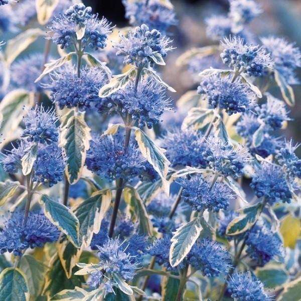 ●商品情報：クリーム色の斑が入る葉も美しく、花壇の印象が晴れやかになる段菊。暑さ寒さに強く、丈夫で育てやすい!!   ●お届け状態：ポット苗   ●分類：多年草   ●開花期(約)：8〜10月   ●草丈(約)：80cm   ●耐寒性：強 ...