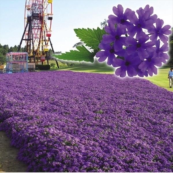 ●商品情報：花房が暑さや病気にめっぽう強いバーベナ「スーパーベナ（R）」。暑さにも強く、春から晩秋まできれいな花を楽しむことができます。花房が大きく強健、ボリューム満点の草姿は見る者を魅了します。雨にも強く育てやすい。（品種登録名：RIKA...