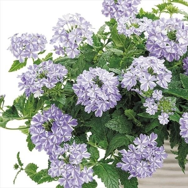 ●商品情報：暑さや病気にめっぽう強いバーベナ「スーパーベナ（R）」。暑さにも強く、春から晩秋まできれいな花を楽しむことができます。花房が大きく強健、ボリューム満点の草姿は見る者を魅了します。雨にも強く育てやすい。登録名：RIKA18302M...