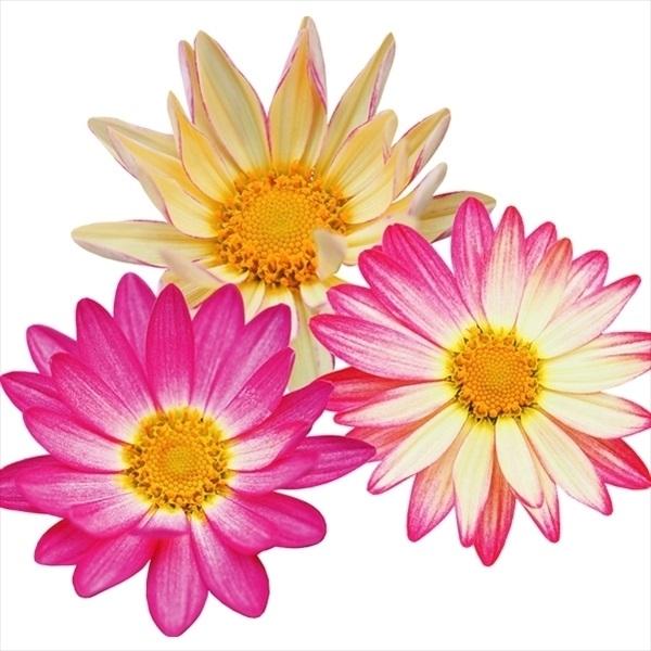 ●商品情報：花壇や寄せ植えの主役として活躍するマーガレット! 鮮やかな赤色のマルスレッド、愛らしい色合いのデイジーイエローとシンプリーコーラルは咲き進むにつれて変化する花色がも楽しむことができます。登録名：SUPA2067   ●お届け状態...