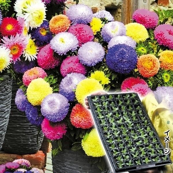 ●商品情報：花径約10cmのまんまるになるアスター。大きなまんまるの花で華やかなアレンジに!!   ●お届け状態：プラグ苗(72穴・70本入り)   ●分類：1年草   ●開花期(約)：7〜8月   ●草丈(約)：60〜70cm   ●日照...