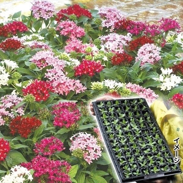 ●商品情報：可愛らしい星形の小花が集まって咲き、単植でも寄せ植えでも存在感抜群!   ●お届け状態：プラグ苗(72穴・70本入り)   ●分類：1年草   ●開花期(約)：5〜10月   ●草丈(約)：35〜45cm   ●日照：日なた  ...
