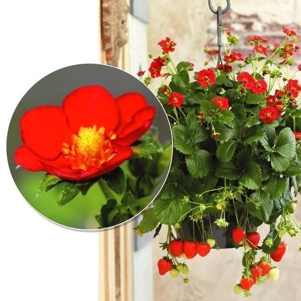 ●商品情報：鮮明なルビーレッドの花と緑のコントラストが美しい。ハンギングやバスケットで育てるのも可愛いイチゴ。●お届け状態：ポット苗●分類：多年草●収穫期(約)：5〜11月●草丈(約)：15〜30cm●日照条件：日なた●耐寒性：強●備考：※...
