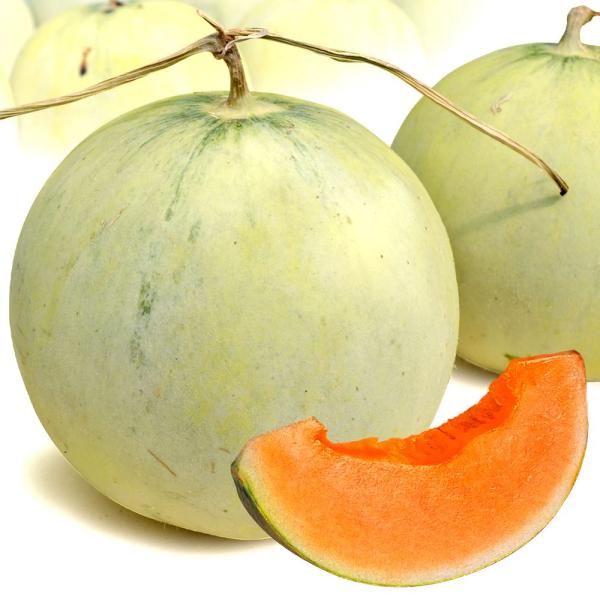 ●商品情報：メロンの一般的な糖度が12〜13度であるのに対し、この「F1キューピット」はなんと最高糖度20度！ 露地栽培も可能で、日持ち性も抜群です。外皮に淡黄色の発色が現れた時が収穫の目安。※栽培環境によりネットが出る場合があります。高畝...