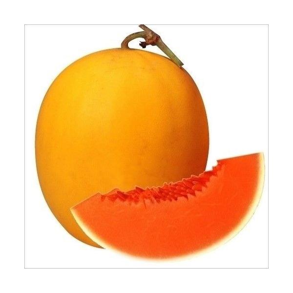 ●商品情報：日持ち性抜群で甘〜い！ マクワの血を引くため、非常に高糖度なのに甘ったるくなく、サクサク美味しい！ 露地でも作り易い。●果重（約）：1.5kg●糖度（約）：17〜18度●お届け状態：接木9cmポット苗●備考：※接木苗、特にウリ科...