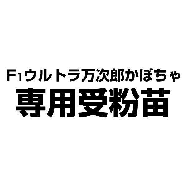●商品情報：大人気「ウルトラ万次郎カボチャ」と開花期の合う専用受粉苗です。もちろんこの受粉苗にもカボチャが実り、食用可能です。●お届け状態：実生9cmポット苗 ●備考・ご注意点：※ポットの口の対角線または直径が9cmとなります。※関東〜九州...
