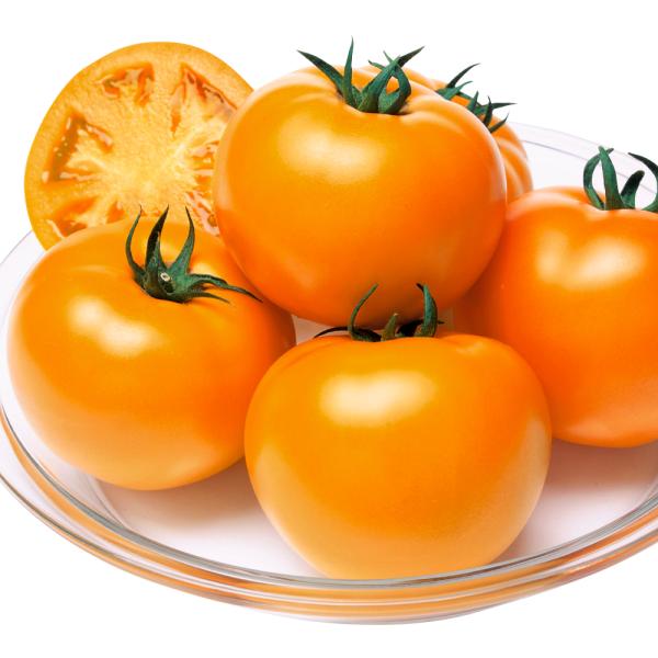 ●商品情報：橙黄色の「桃太郎」。 肉質はしっかりしており、緻密。草勢はおとなしく着果性に優れ栽培は容易。甘味と酸味のバランスがよく独特の風味。●大玉トマト●果重（約）：210〜220g●お届け状態：接木9cmポット苗●備考：※接木苗、特にウ...