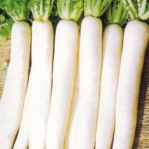 ●商品情報：早春まきで早太り、早期収穫に最適!肉質緻密でやわらかく美味！●根長（約）：50cm●お届け状態：種子●入り数の目安：10mlあたり約200〜400粒※入り数は目安です。品種により差があります。●発芽適温：15〜30℃※発芽させる...