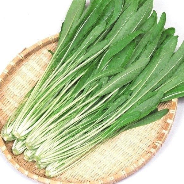 ●商品情報：苦味少なくサラダに最適！●お届け状態：種子●備考：播種や植え付け後の栽培条件、天候等によりその結果が異なることがありますが、弊社の責と考えられる結果不良の責めはお買い上げ代金の範囲内とさせていただきます。また、果重・糖度などはお...