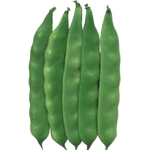 ●商品情報：草勢旺盛で栽培容易な、つるあり平莢インゲン！ 肉厚で食味が抜群、とり遅れて大莢になっても風味が落ちにくい。長さ14cm、幅1.8cm程度。●つるの有無：つるあり●莢の形：平莢●お届け状態：種子●入り数の目安：30mlあたり約75...
