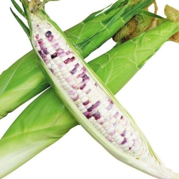 ●商品情報：甘味のあるもちもちっとした食感が美味しいもちコーン。茹でたあとに、甘辛い醤油ダレをつけながら焼けば極上の焼きとうもろこしに！　絹糸が根元まで乾燥したときが収穫の合図で、もちもち感抜群！もちコーンを使ったもちもちのいももちやドーナ...