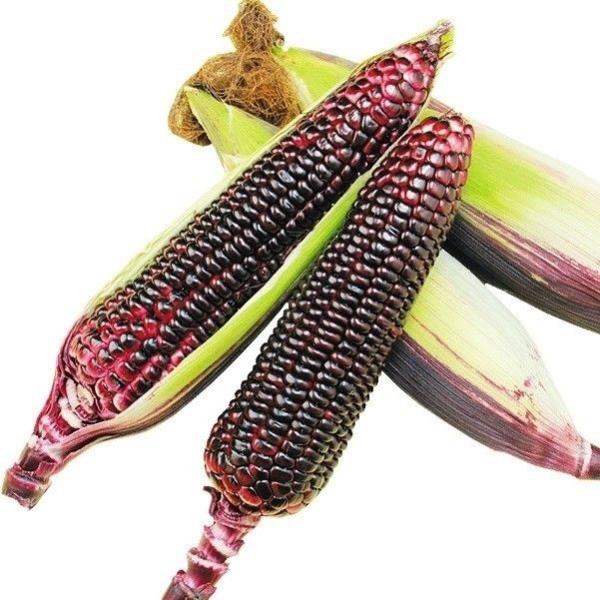 ●商品情報：甘味のあるもちもちっとした食感が美味しいもちコーン。茹でたあとに、甘辛い醤油ダレをつけながら焼けば極上の焼きとうもろこしに！　絹糸が根元まで乾燥したときが収穫の合図で、もちもち感抜群！　もちコーンを使ったもちもちのいももちやドー...