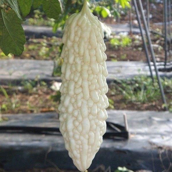 ●商品情報：真珠のように純白で苦味はほとんどなくサラダでも美味。子供から大人までみんなが喜ぶ純白ゴーヤ。●果長（約）：25cm●果重（約）：250〜300g●お届け状態：種子●入り数：8粒●発芽適温：25〜30℃※発芽させるには播種床を上記...