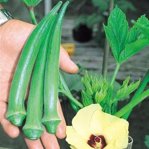 ●商品情報：珍しい丸莢オクラ。大莢が柔らかく豊産性で家庭菜園に最適！●お届け状態：種子●入り数の目安：10mlあたり約100〜130粒※品種により差があります。●発芽適温：25〜30℃※発芽させるには播種床を上記の温度にしてください。●標準...