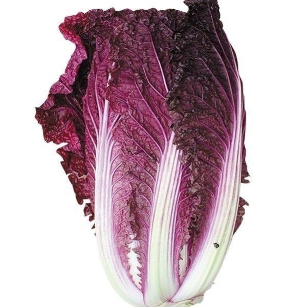 ●商品情報：アントシアニン豊富！ 外葉から発色良く、抜群の食味と彩りを兼ね備えたサラダ用紫白菜！●球重（約）：1.5〜2kg●早晩性：早生●お届け状態：種子●入り数：50粒（コート種子）●発芽適温：20〜25℃※発芽させるには播種床を上記の...