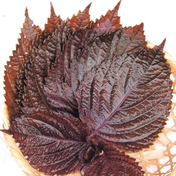 ●商品情報：香り高い赤紫の丸葉種で、しそ巻などにすると文句なしの絶品!晩抽性で、従来種より２週間ほど花芽のあがりが遅く長期収穫可。●お届け状態：種子●備考：播種や植え付け後の栽培条件、天候等によりその結果が異なることがありますが、弊社の責と...