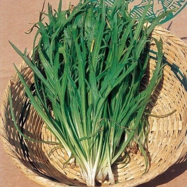 ●商品情報：しゃきしゃきとした非常に口当たり良く、ほろ苦いイタリア野菜。1本の葉の中にも細かな切れ込みが入り、非常に特徴的。おひたしなどだけでなく、サラダミックスなどに加えてアクセントに！●お届け状態：種子●Sais社の種子：サイス社は、1...