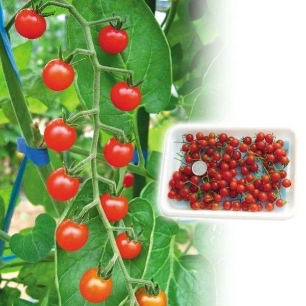 ●商品情報：デラウェアみたいな驚きの小粒！ サラダの飾りつけなどに大活躍します。極小ながら、甘酸のバランスが絶妙な旨〜いトマトです。●果径（約）：7〜10mm●お届け状態：種子●備考：播種や植え付け後の栽培条件、天候等によりその結果が異なる...